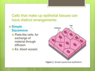 Cell Types | PPTX