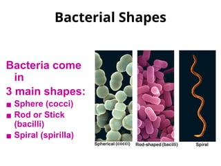 Cell Types and Its function , kingdom of life | PPTX