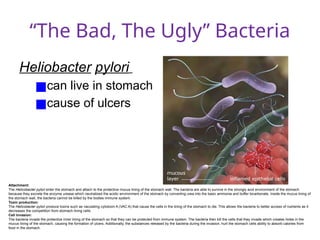 Cell Types and Its function , kingdom of life | PPTX