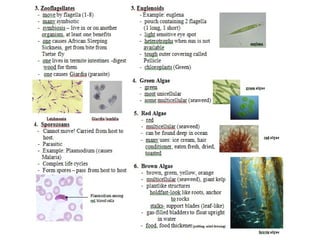 Cell Types and Its function , kingdom of life | PPTX