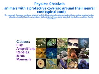 Cell Types and Its function , kingdom of life | PPTX