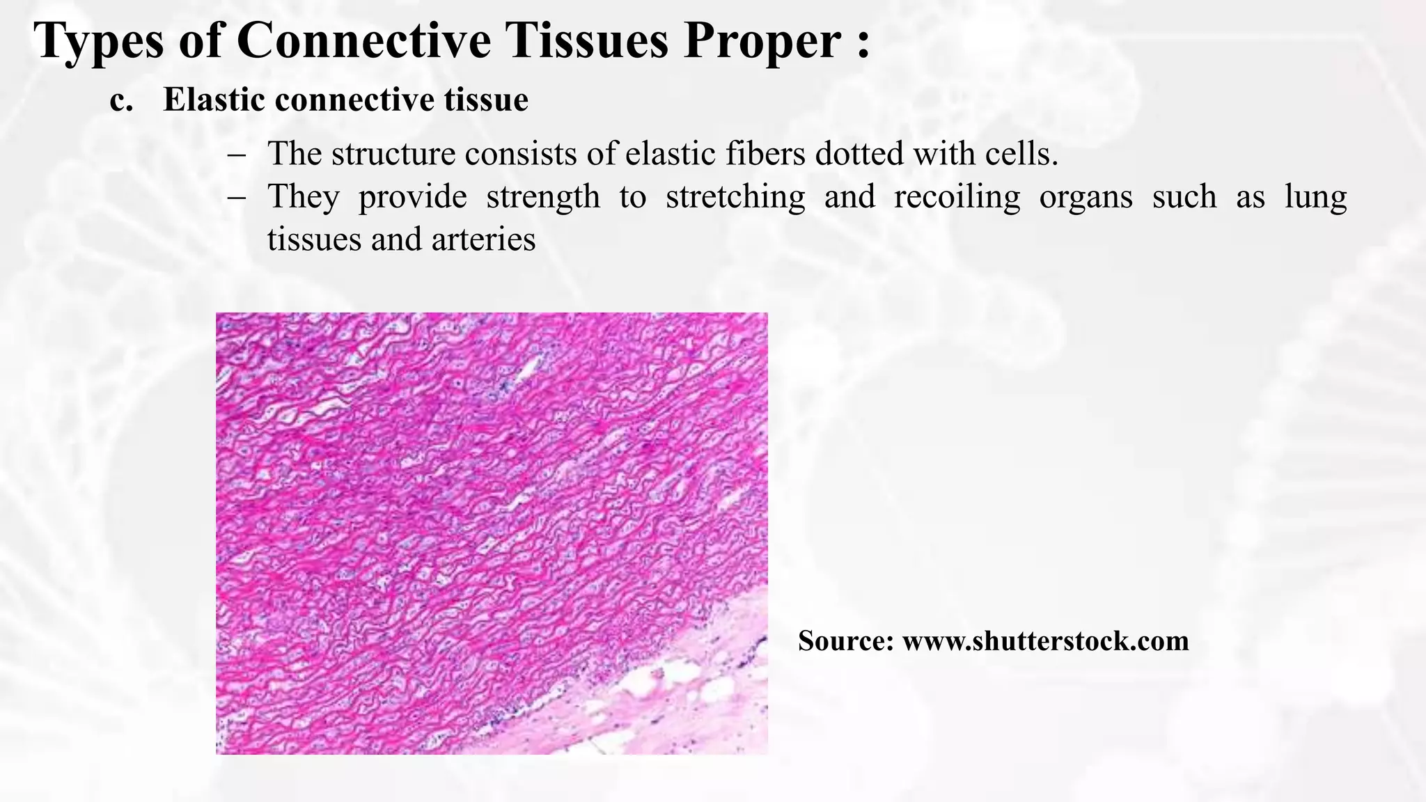 Cell types and cell cycle.pptx