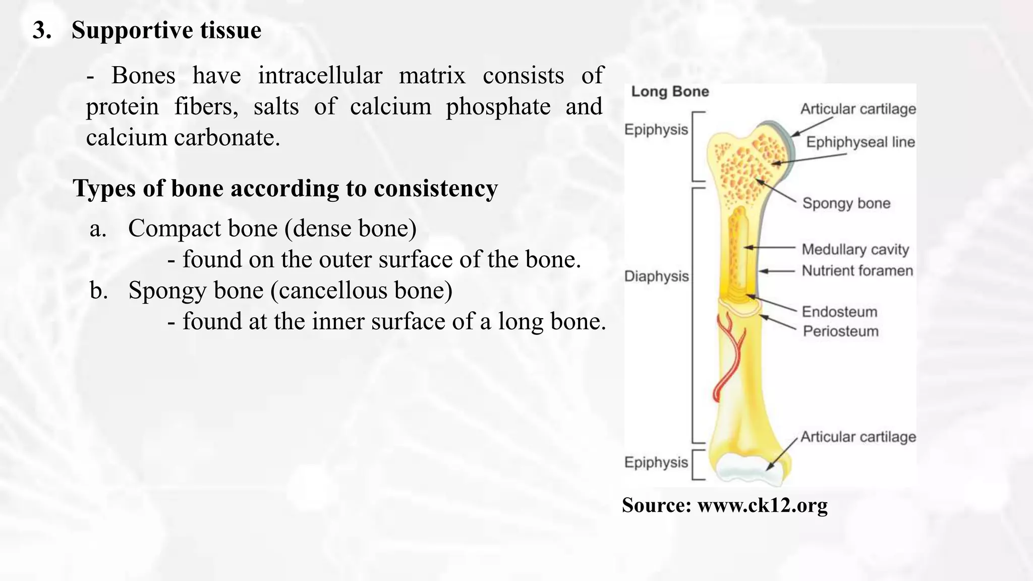 Cell types and cell cycle.pptx