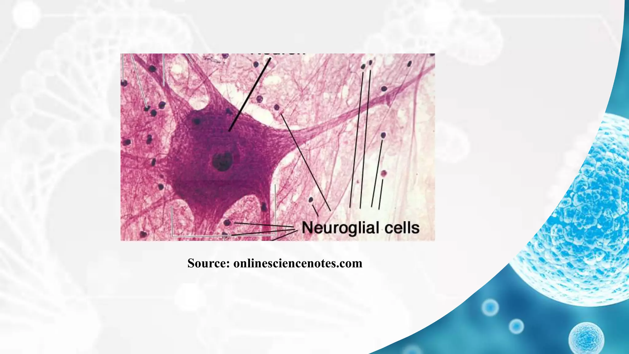 Cell types and cell cycle.pptx