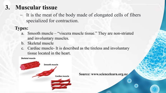 Cell types and cell cycle.pptx | Biological Sciences | Science