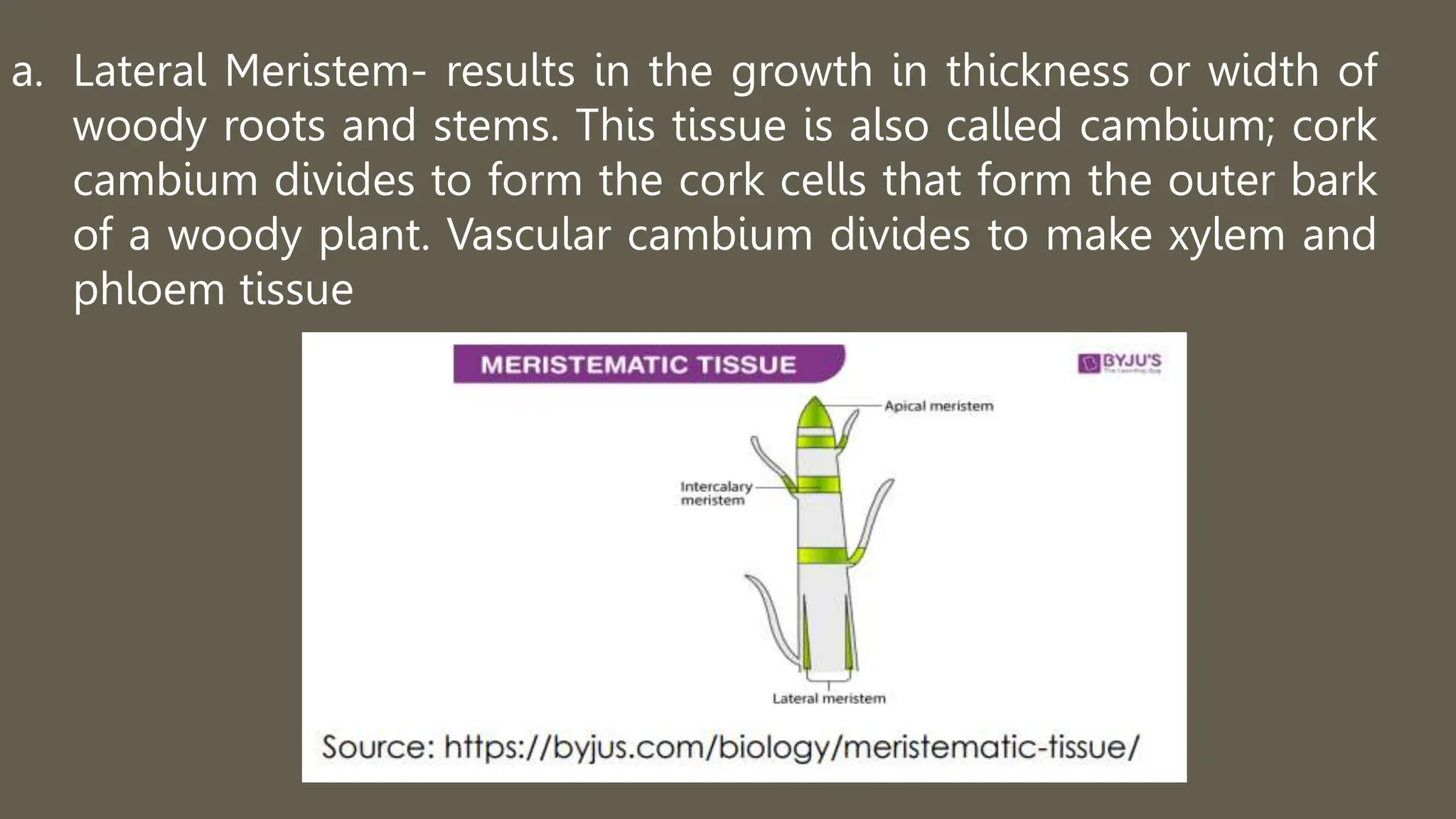 CELL TYPES, FUNCTIONS, AND MODIFICATION.pptx