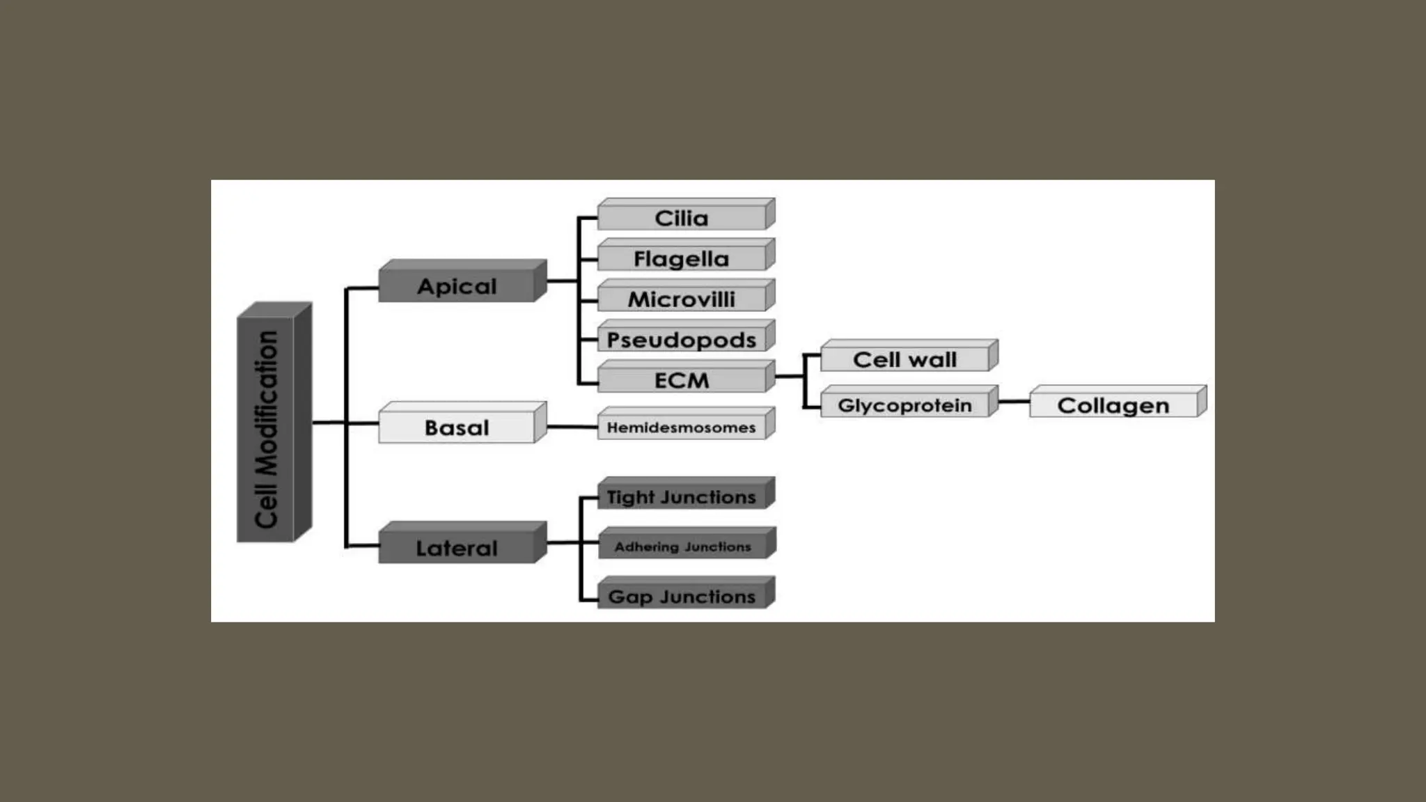 CELL TYPES, FUNCTIONS, AND MODIFICATION.pptx