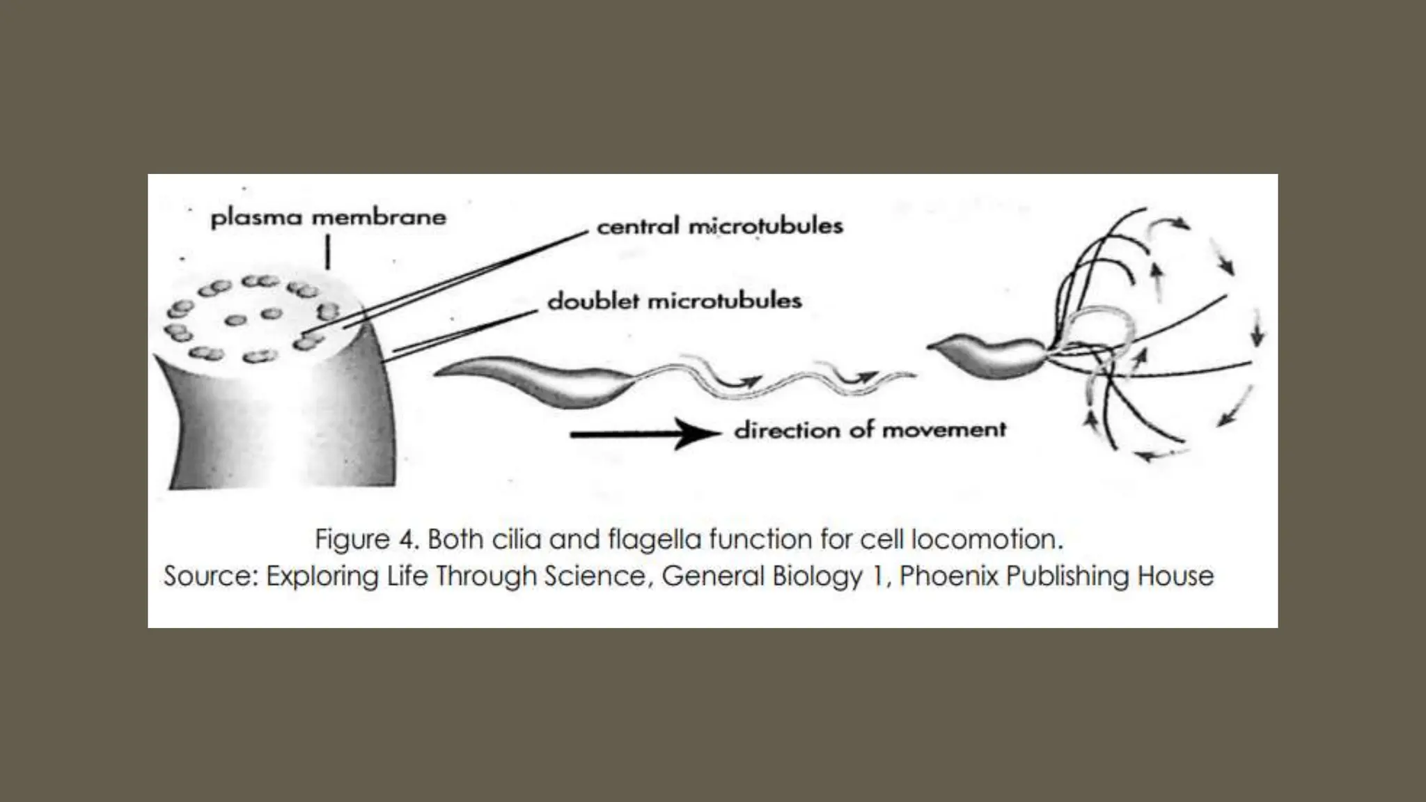 CELL TYPES, FUNCTIONS, AND MODIFICATION.pptx