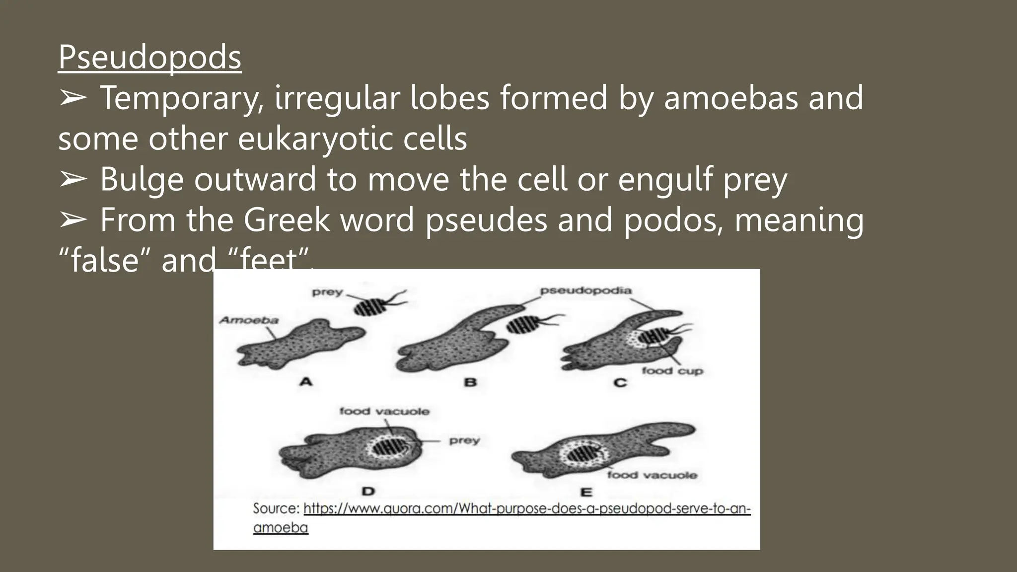 CELL TYPES, FUNCTIONS, AND MODIFICATION.pptx