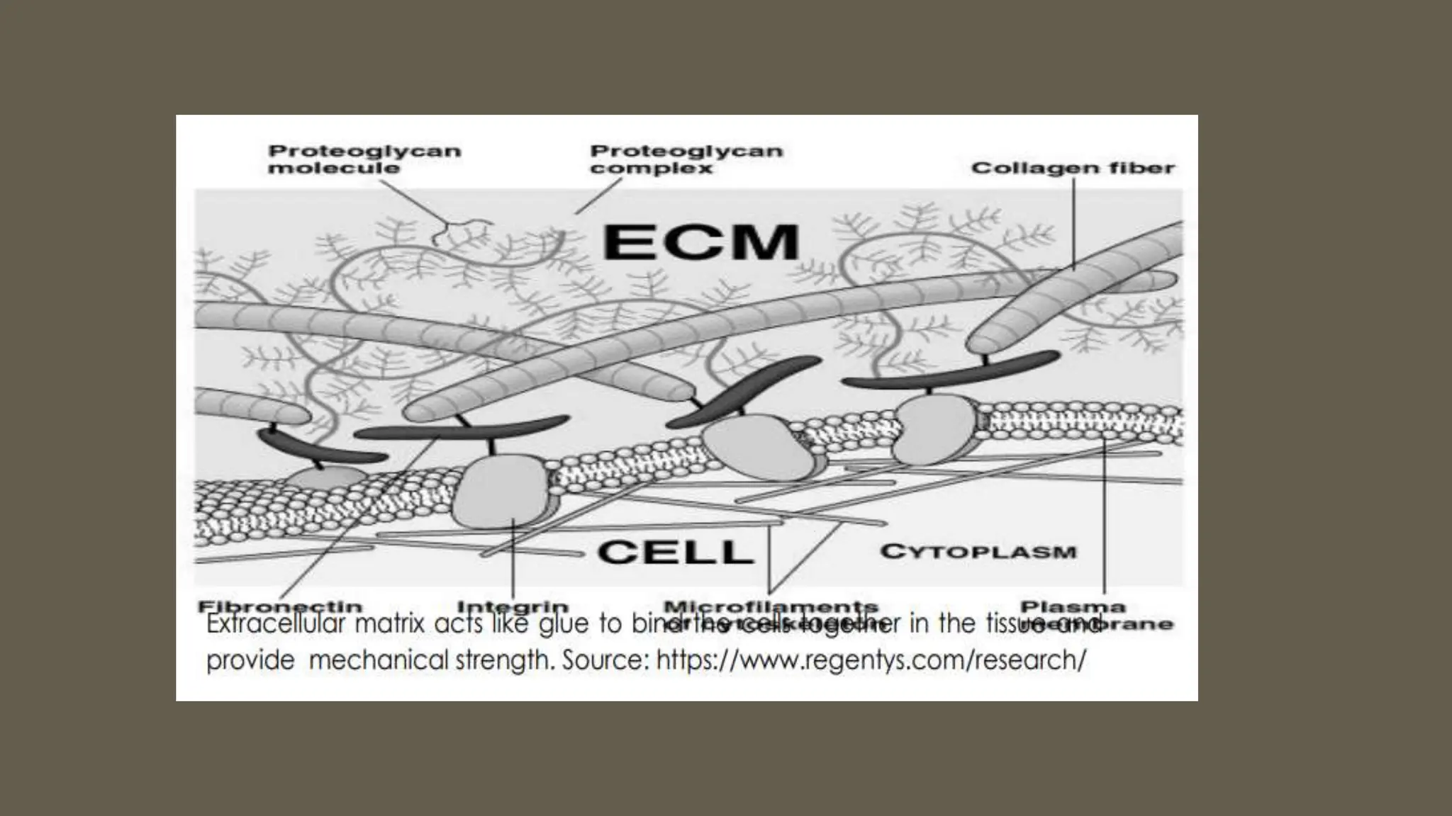 CELL TYPES, FUNCTIONS, AND MODIFICATION.pptx