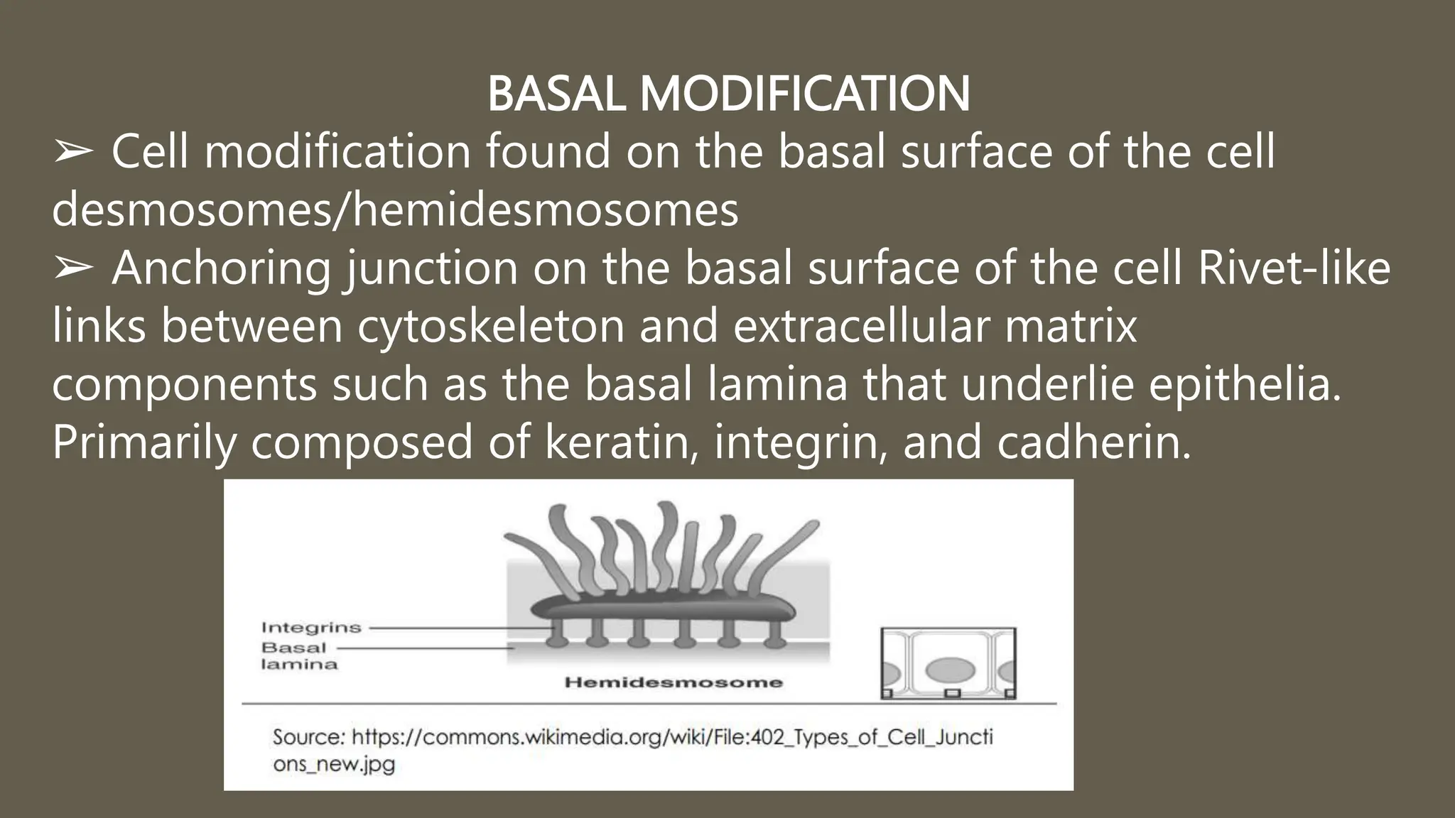 CELL TYPES, FUNCTIONS, AND MODIFICATION.pptx