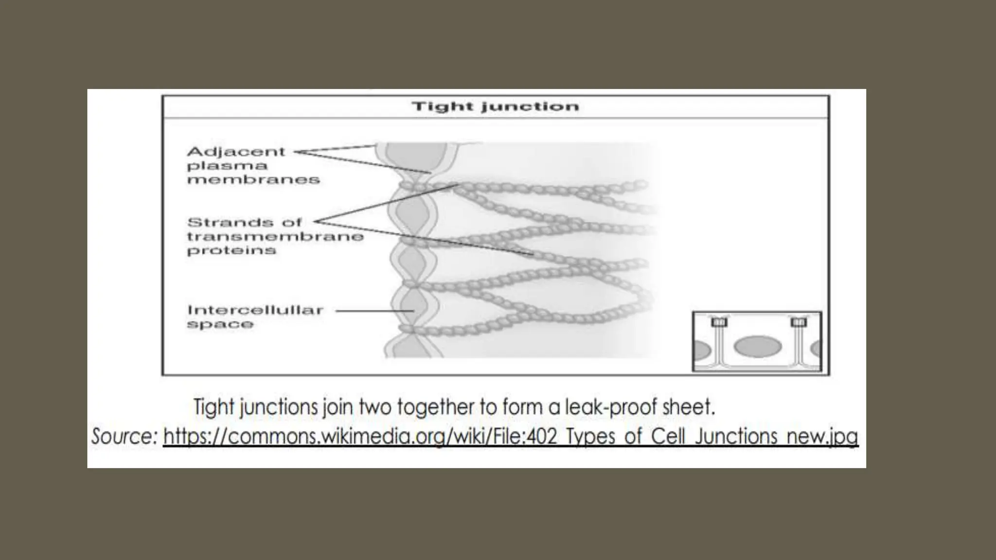 CELL TYPES, FUNCTIONS, AND MODIFICATION.pptx