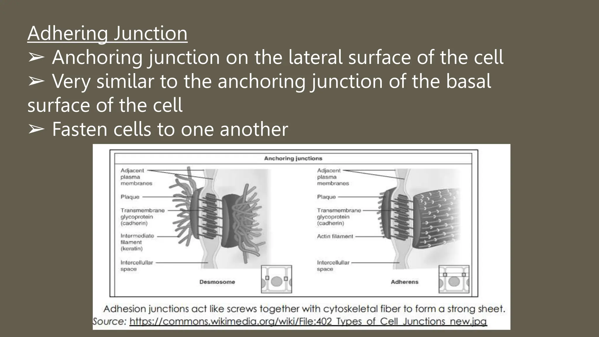 CELL TYPES, FUNCTIONS, AND MODIFICATION.pptx