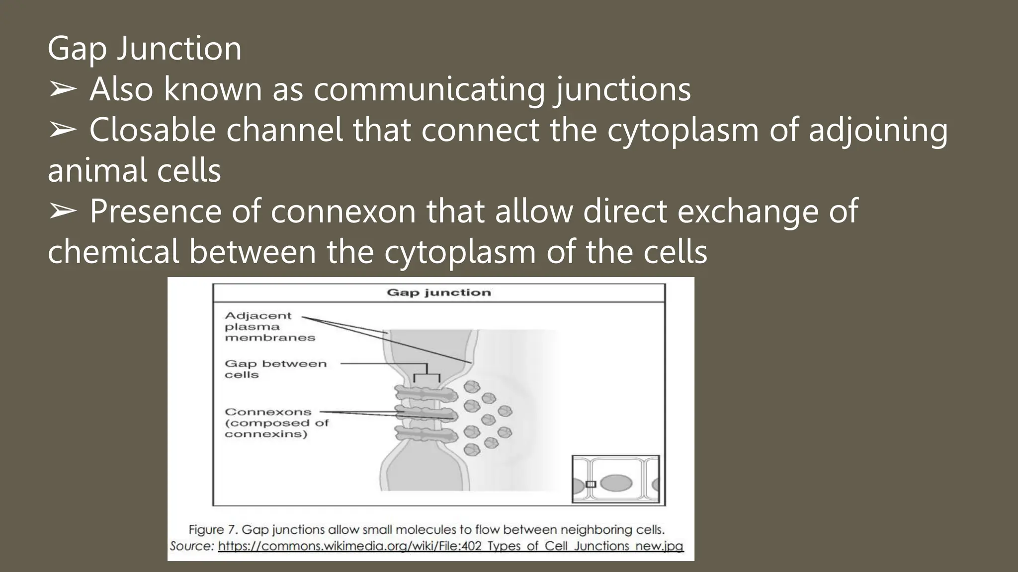 CELL TYPES, FUNCTIONS, AND MODIFICATION.pptx