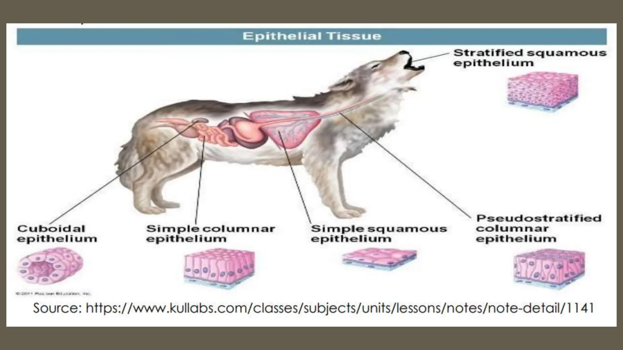 CELL TYPES, FUNCTIONS, AND MODIFICATION.pptx