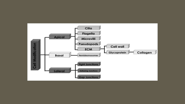 CELL TYPES, FUNCTIONS, AND MODIFICATION.pptx