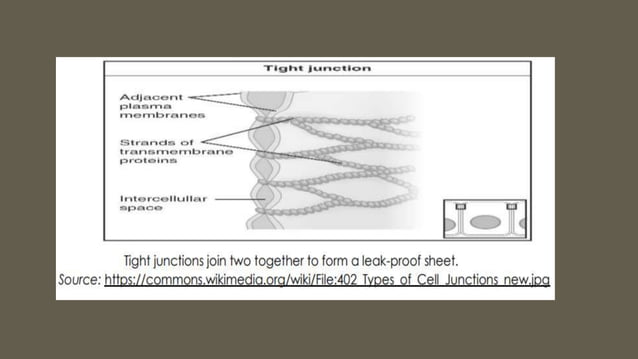 CELL TYPES, FUNCTIONS, AND MODIFICATION.pptx