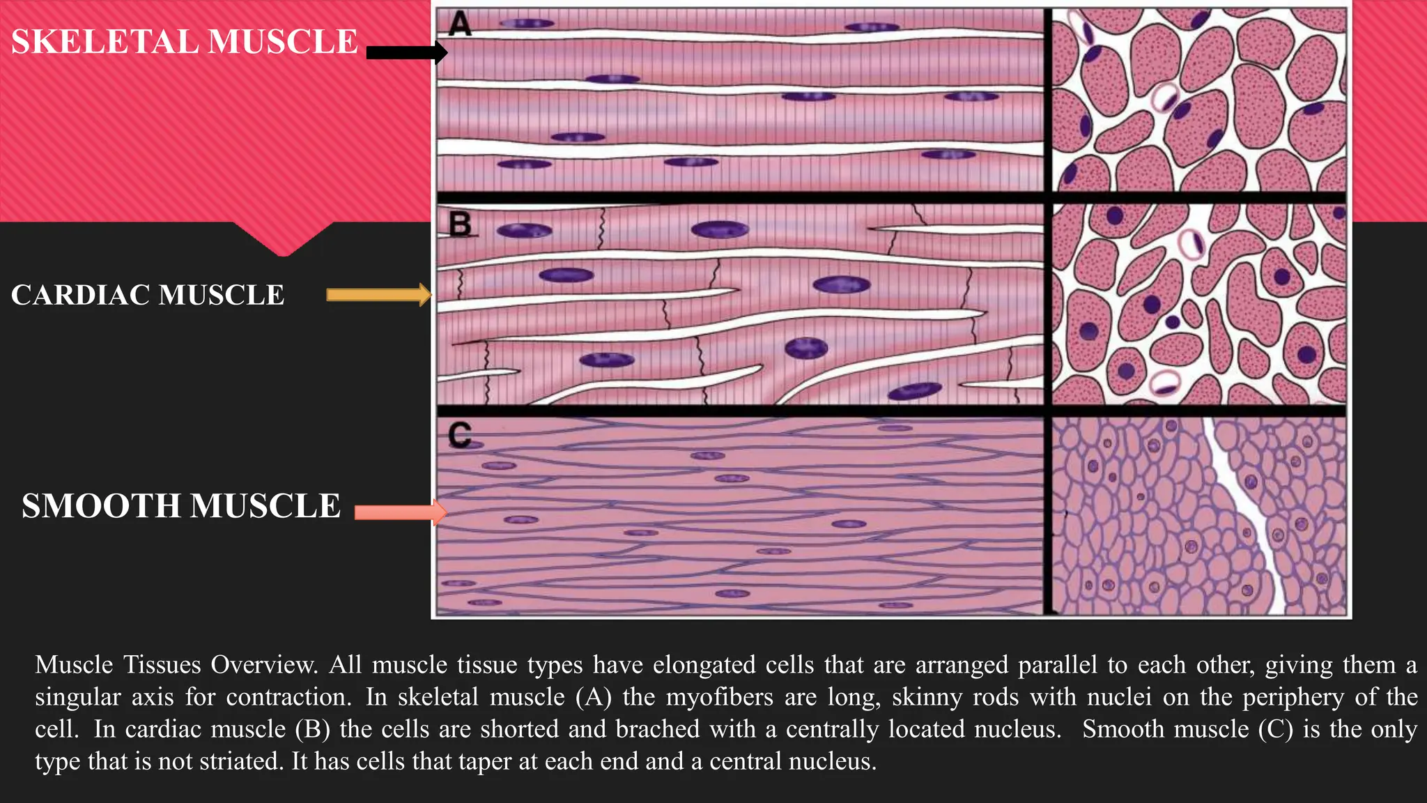 Cell Types & Functions Lab-3 for first year | PDF
