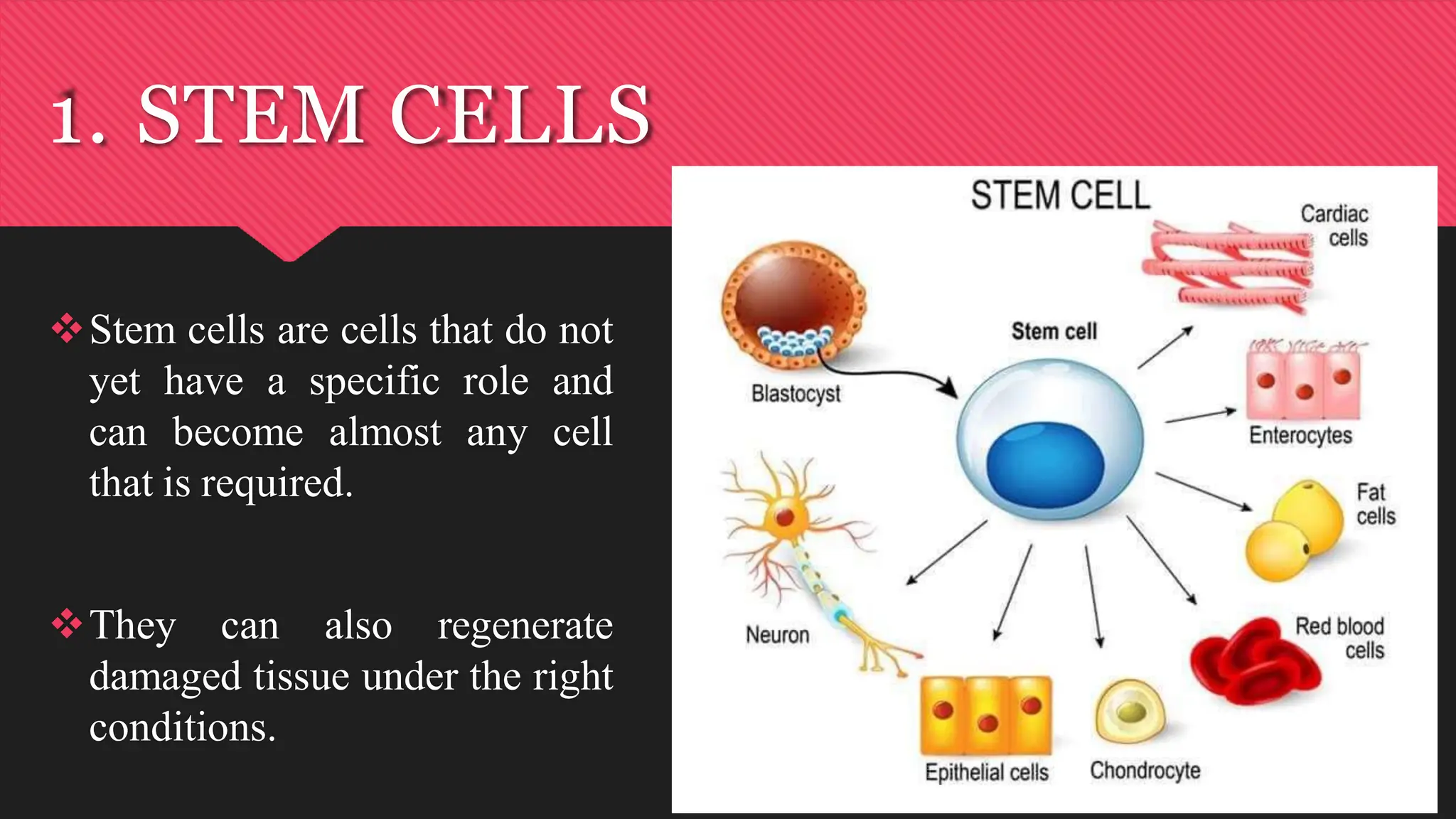 Cell Types & Functions Lab-3 for first year | PDF