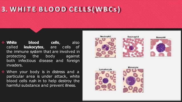 Cell Types & Functions Lab-3 for first year | PDF