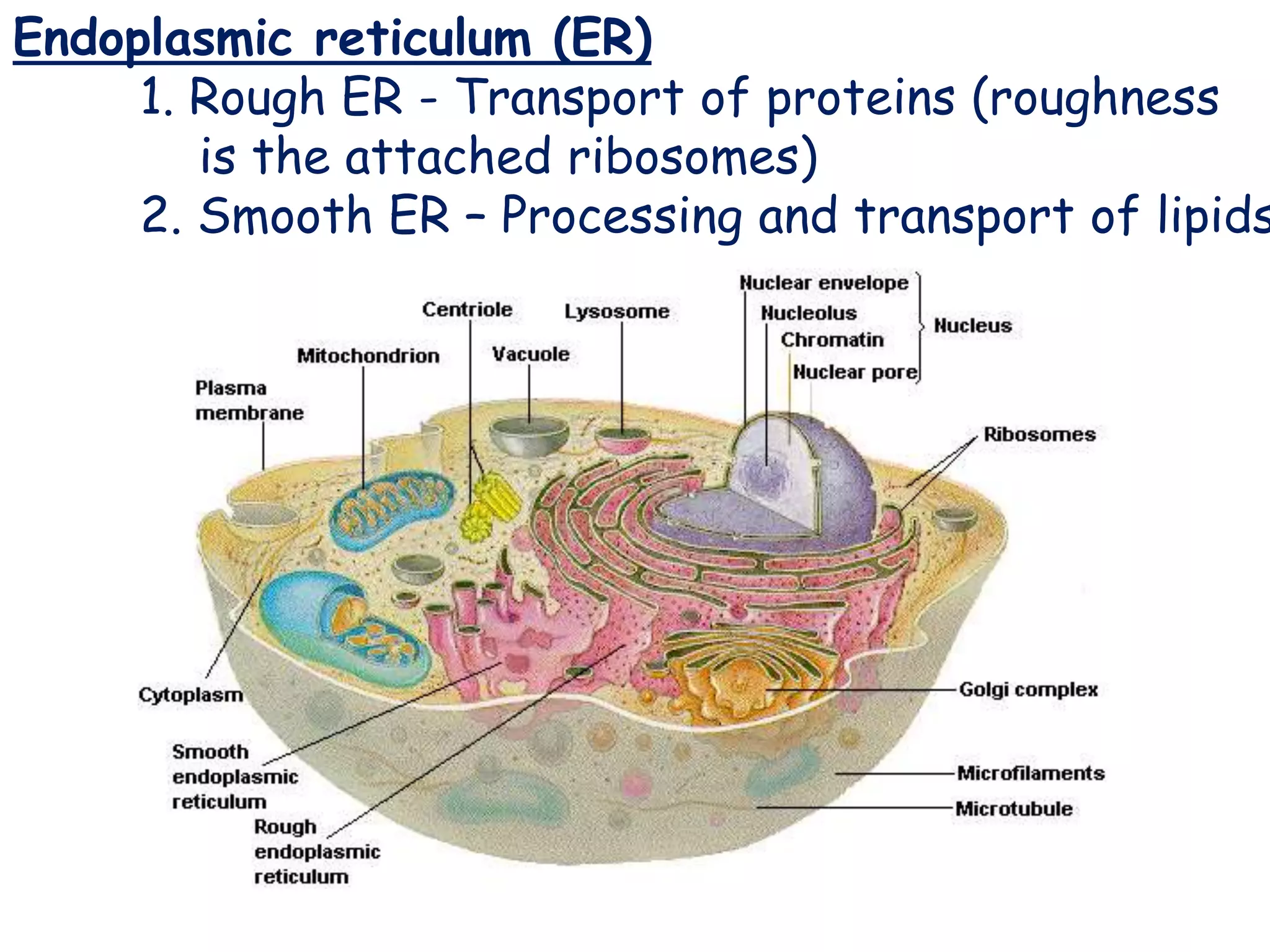 Cell types, part and function | PPTX