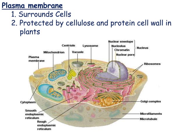 Cell types, part and function | PPTX | Biological Sciences | Science