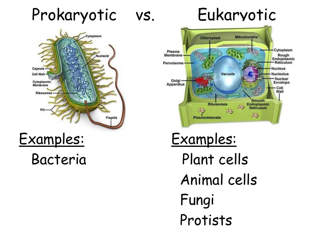 cell-types-part-and-function