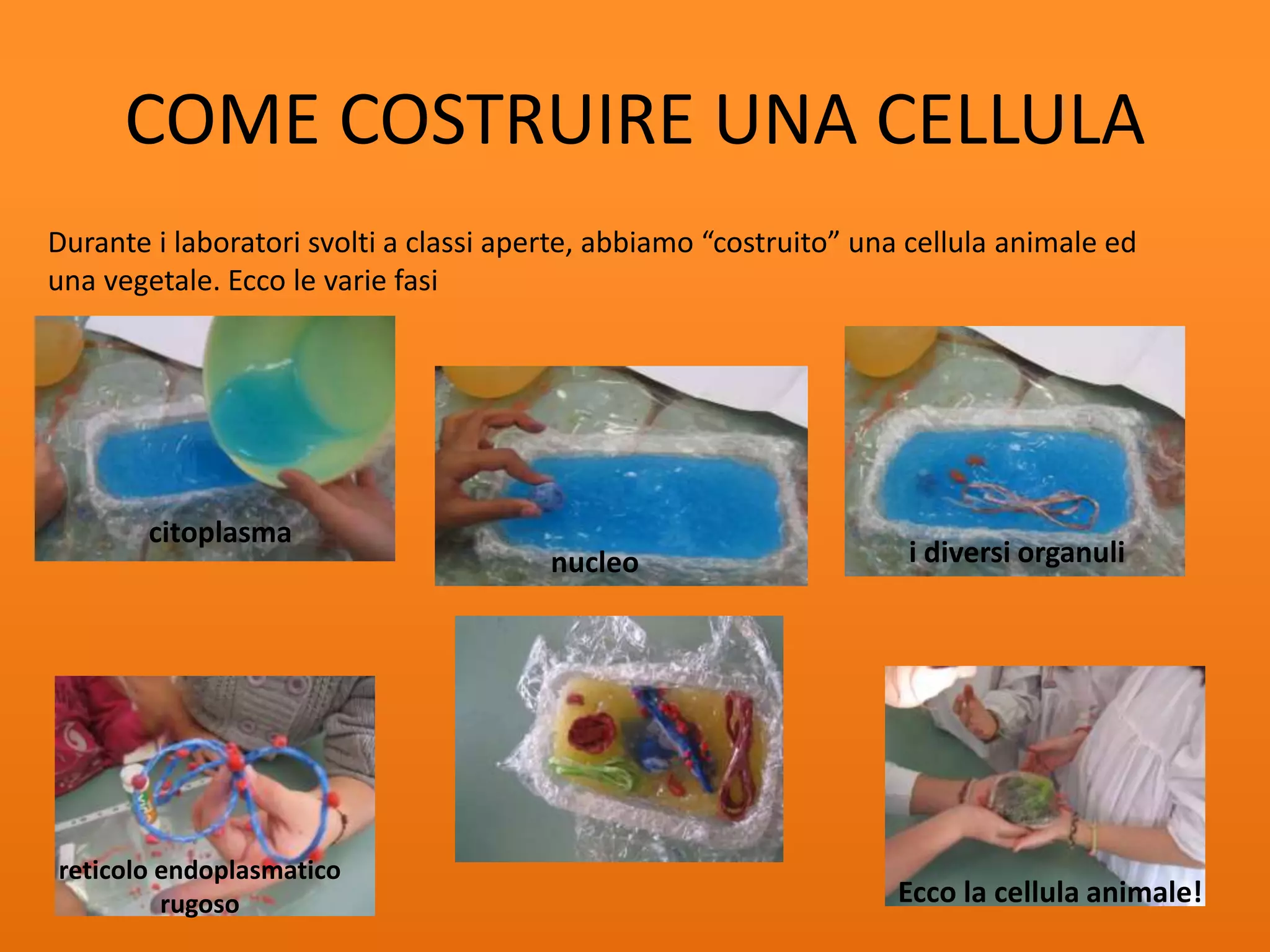 Cellula | PPTX