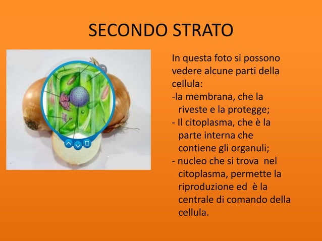 Cellula | PPT