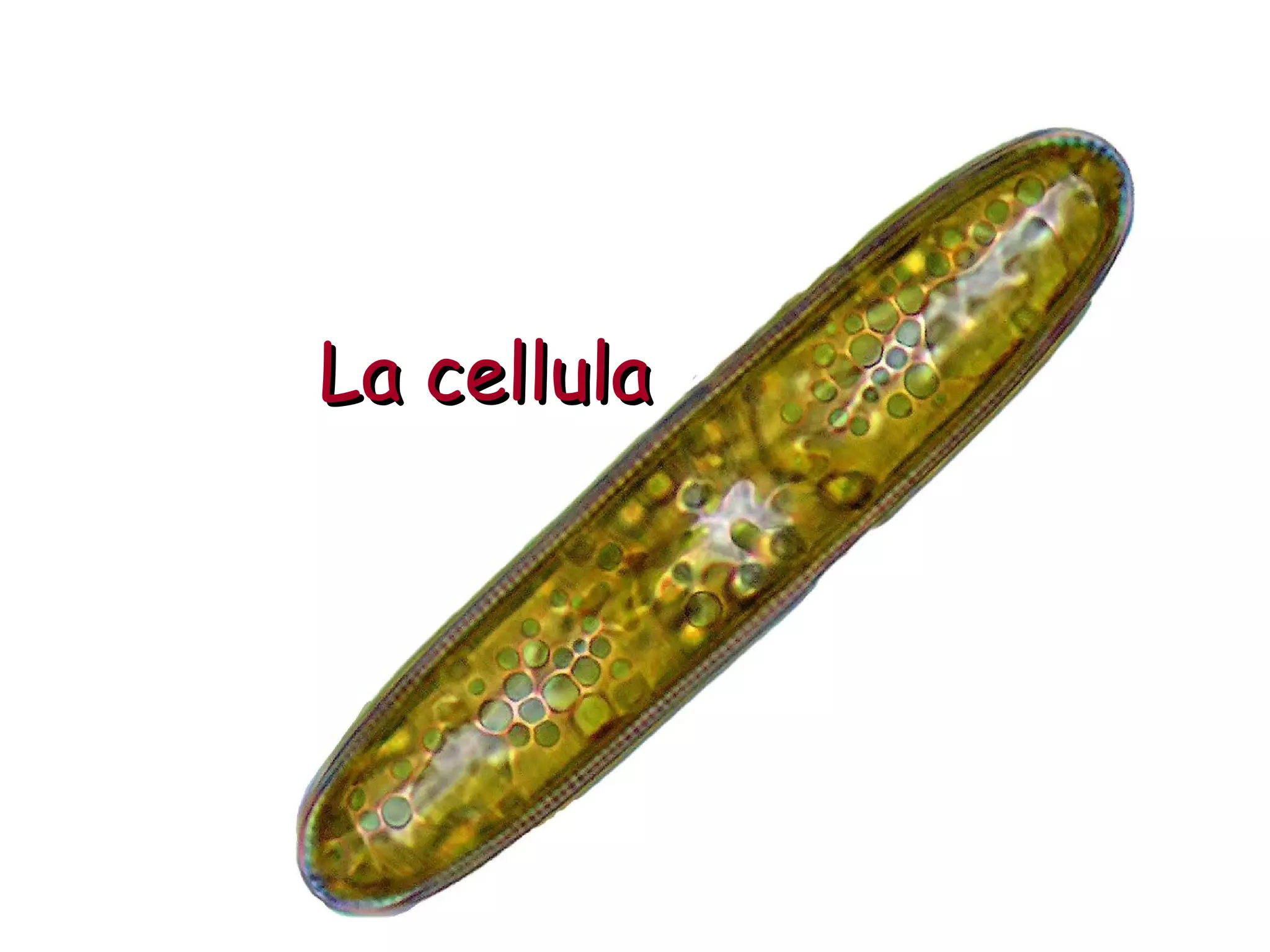 Cellula prova | PPT