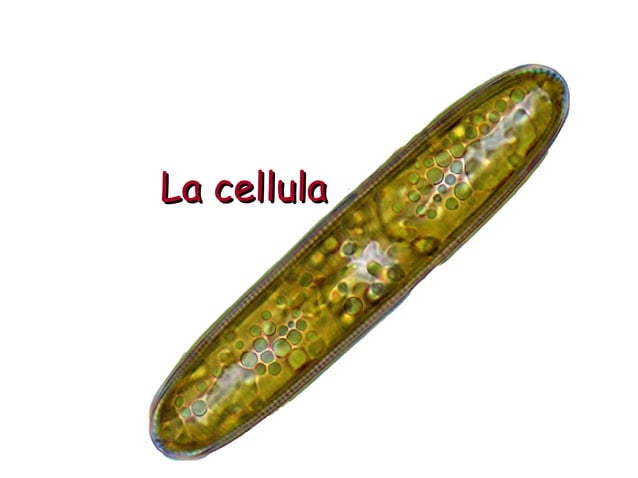Cellula2 | PPT | Biological Sciences | Science