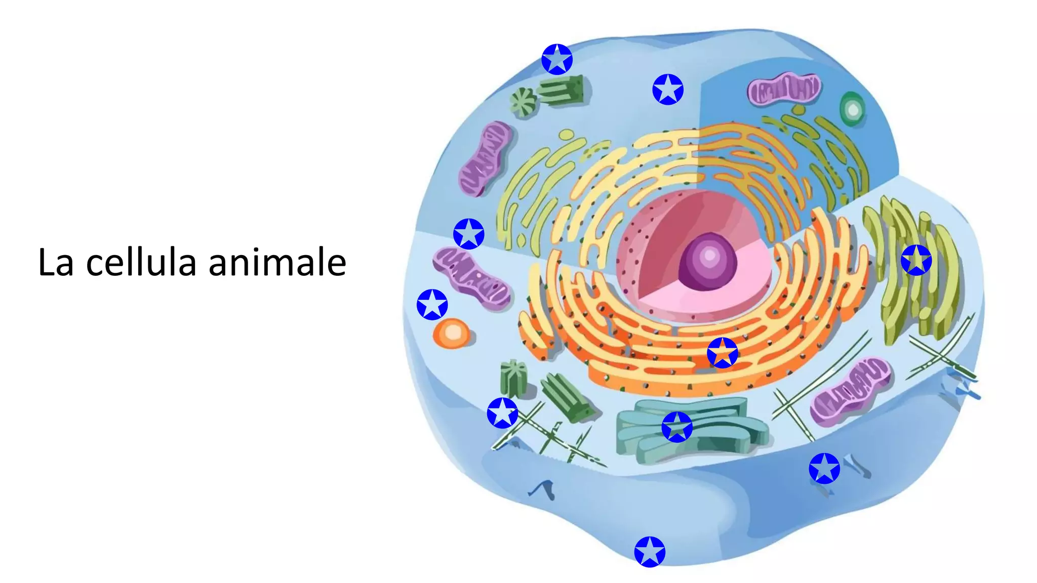 Cellula animale | PPTX
