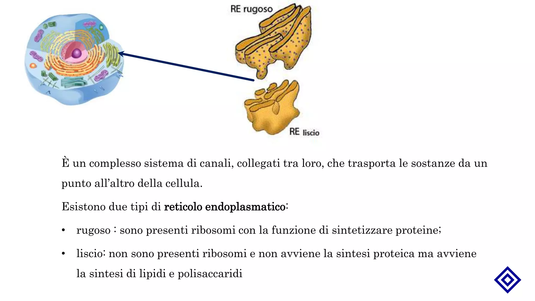 Cellula animale | PPTX