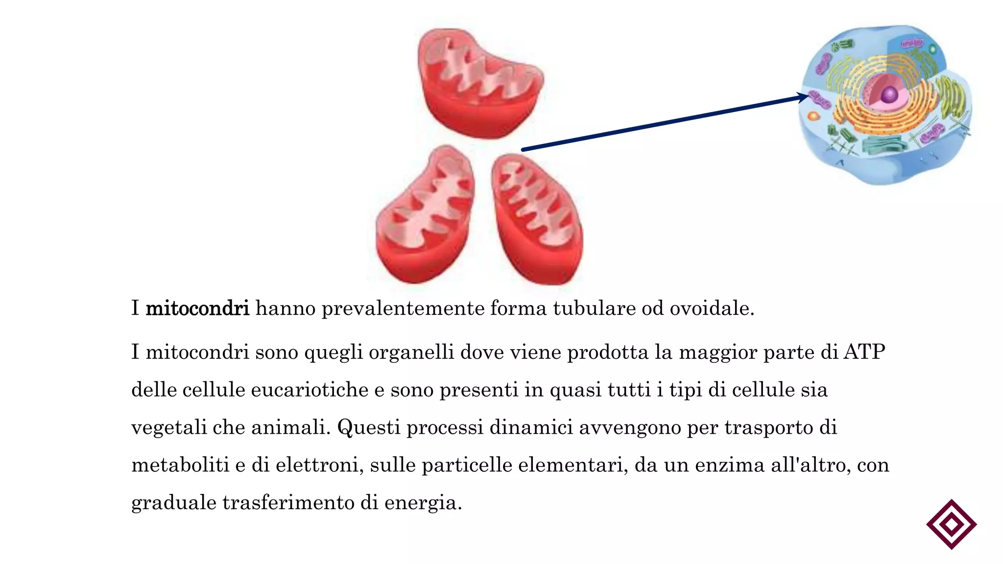 Cellula animale | PPTX