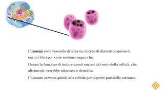 Cellula animale | PPTX