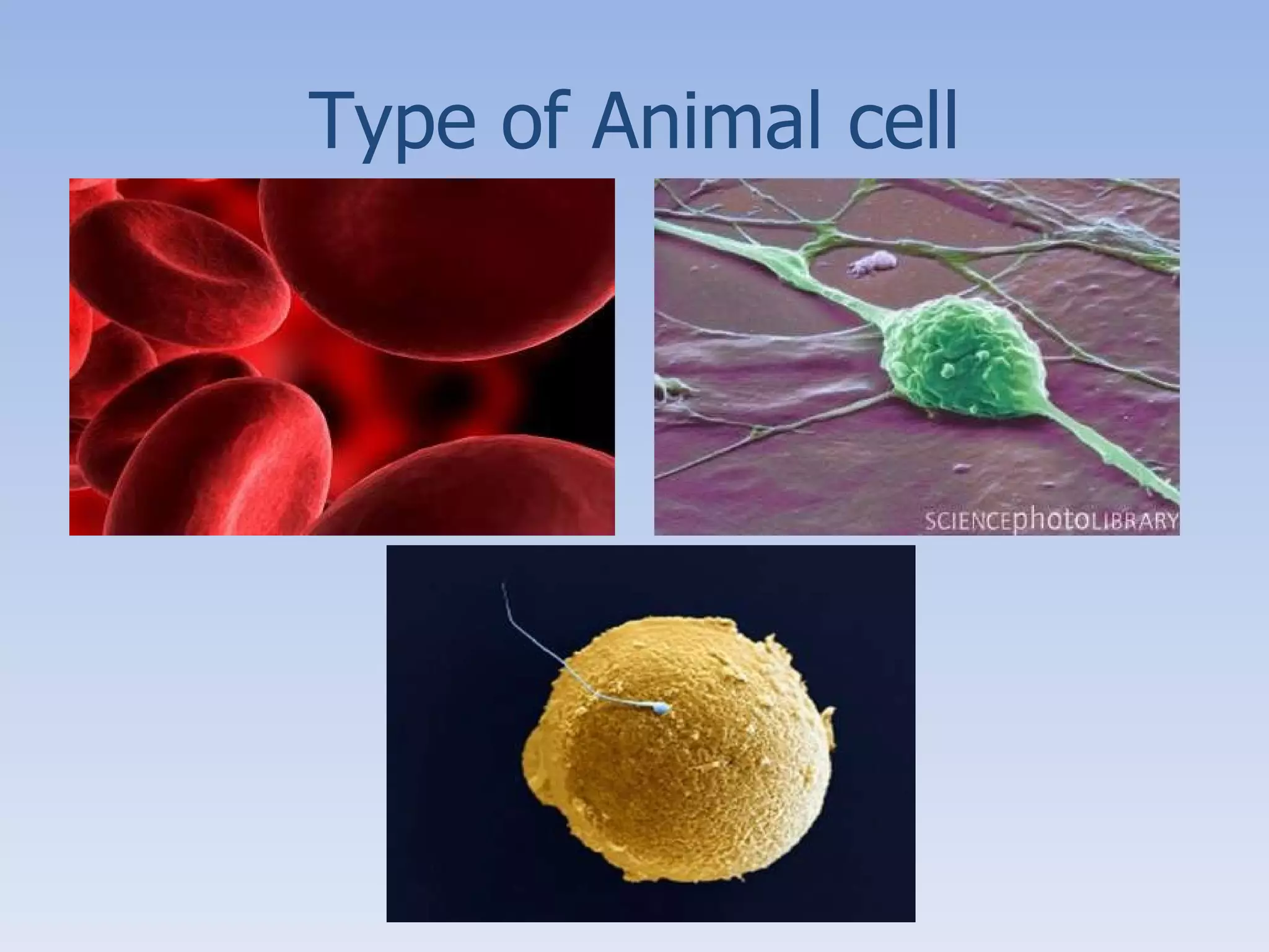 Cellula giulia Brambilla e Daniela Pala | PPT