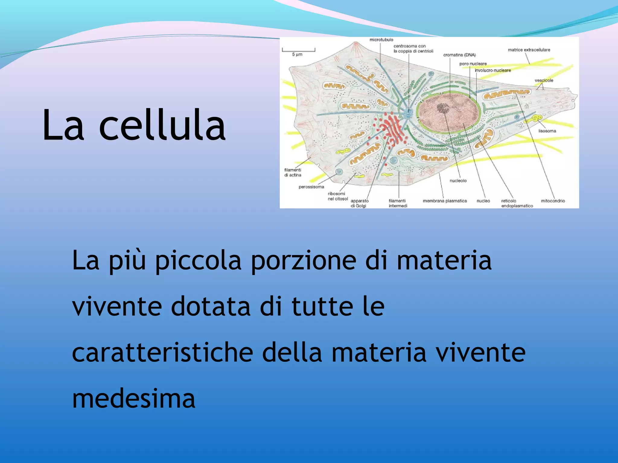 Cellula (prova) | PPT