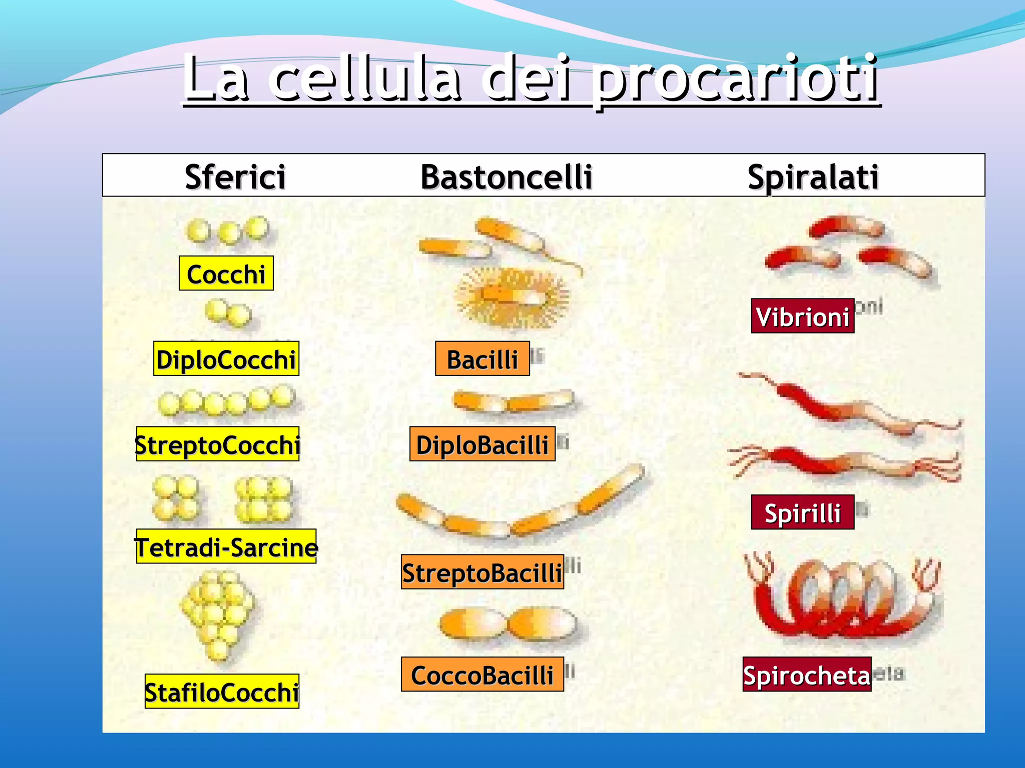 Cellula (prova) | PPT