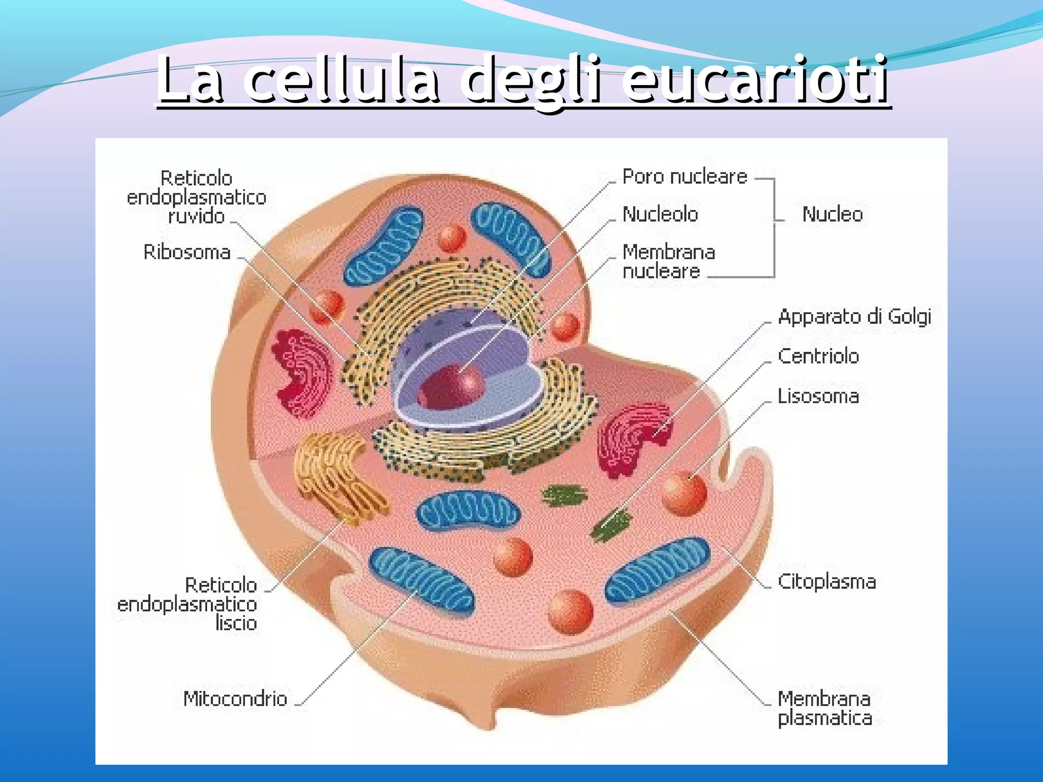 Cellula (prova) | PPT