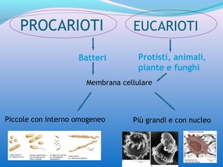 Cellula (prova) | PPT