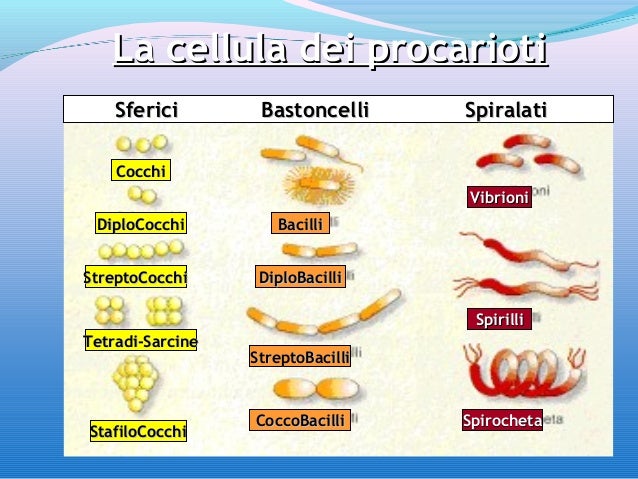 Cellula (prova)