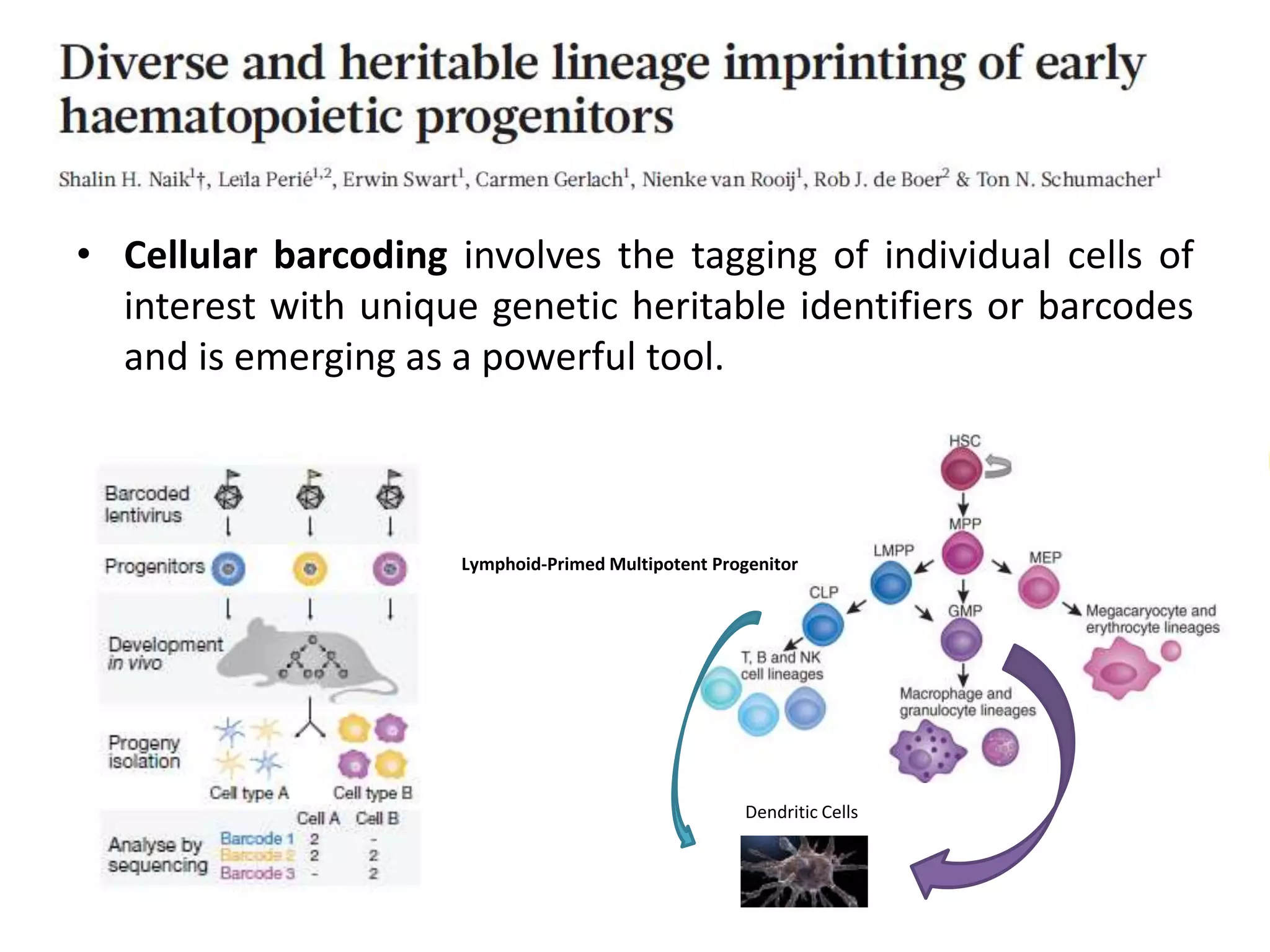 Cellular barcoding’ in hematopoiesis | PPTX