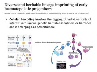 Cellular barcoding’ in hematopoiesis | PPT