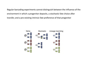 Cellular barcoding’ in hematopoiesis | PPT