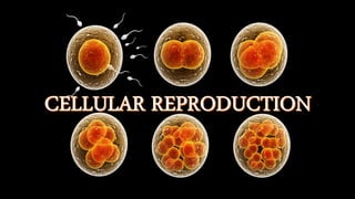"Cellular Reproduction: Mitosis & Meiosis" | PDF