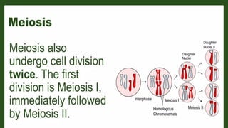 "Cellular Reproduction: Mitosis & Meiosis" | PDF