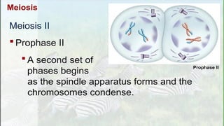 "Cellular Reproduction: Mitosis & Meiosis" | PDF