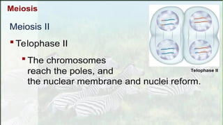 "Cellular Reproduction: Mitosis & Meiosis" | PDF