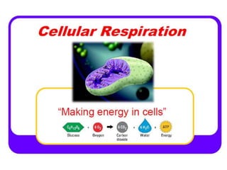 Cell Respiration For Kids