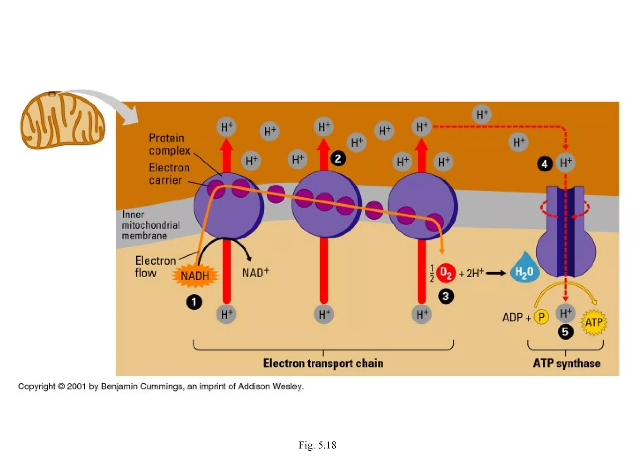 Cellular Respiration | PPT